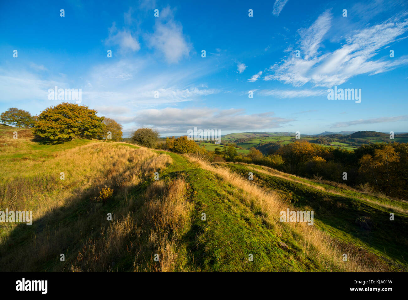 Morning sunlight on the ramparts of Burrow Hill Camp, an Iron Age hill ...