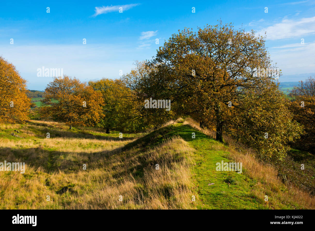 Morning sunlight on the ramparts of Burrow Hill Camp, an Iron Age hill ...