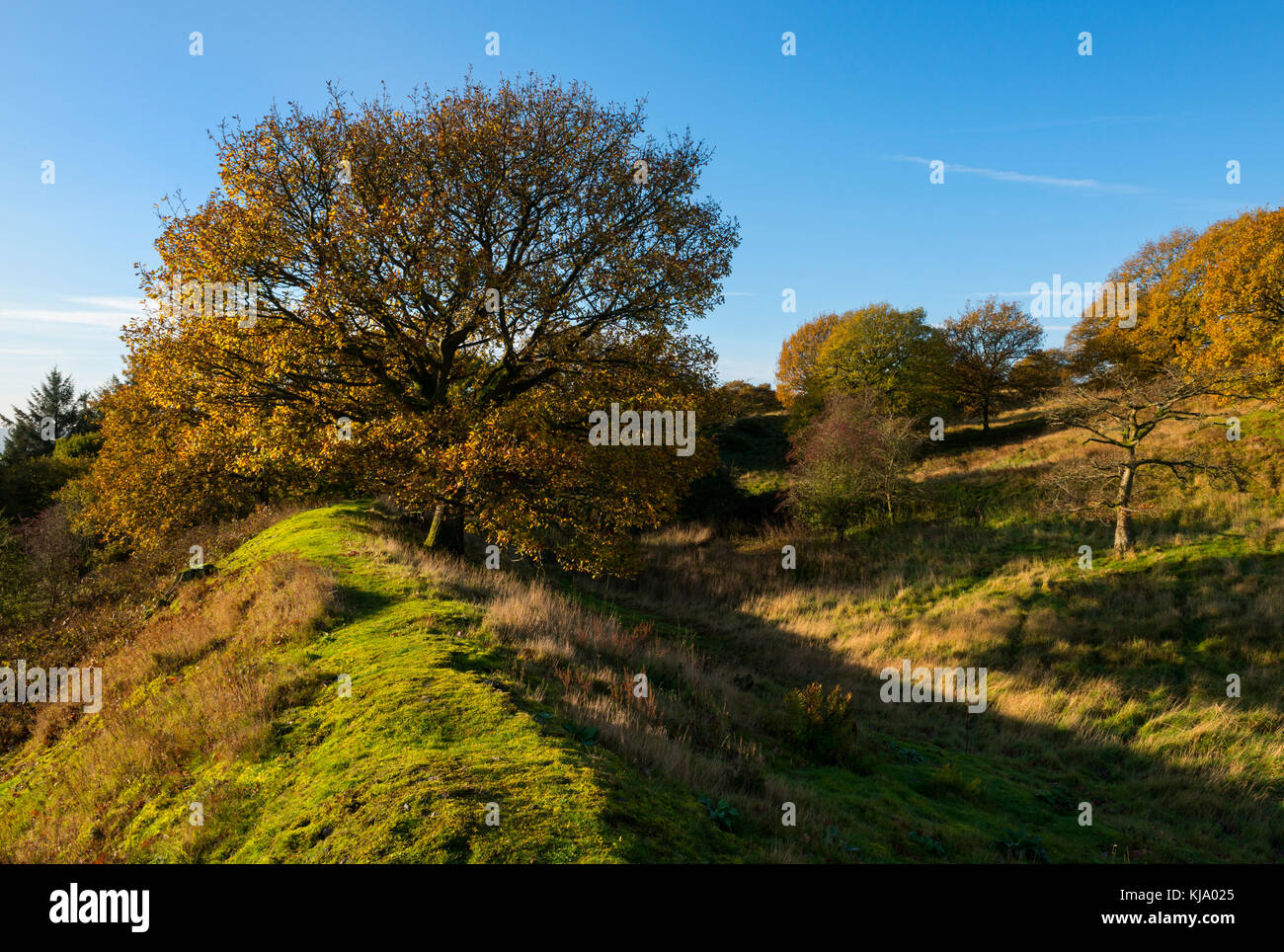 Morning sunlight on the ramparts of Burrow Hill Camp, an Iron Age hill ...