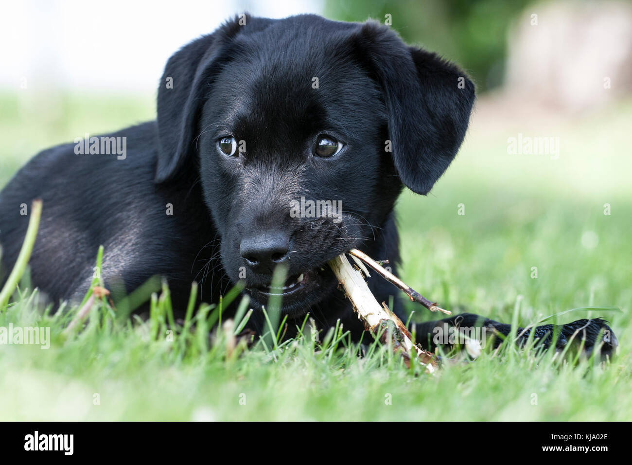 Black Labrador biting stick Stock Photo - Alamy