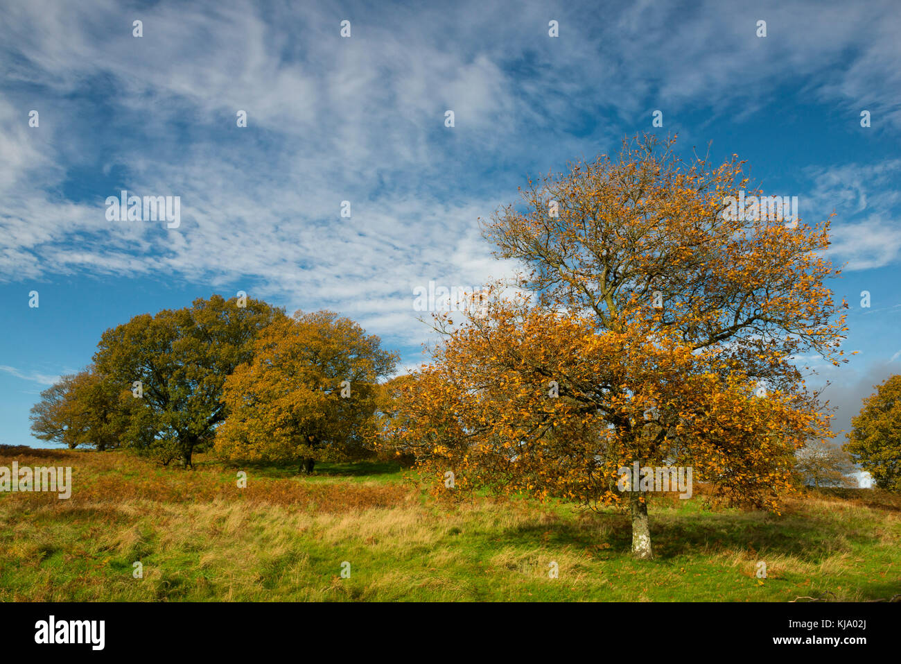 Morning sunlight on the ramparts of Burrow Hill Camp, an Iron Age hill ...