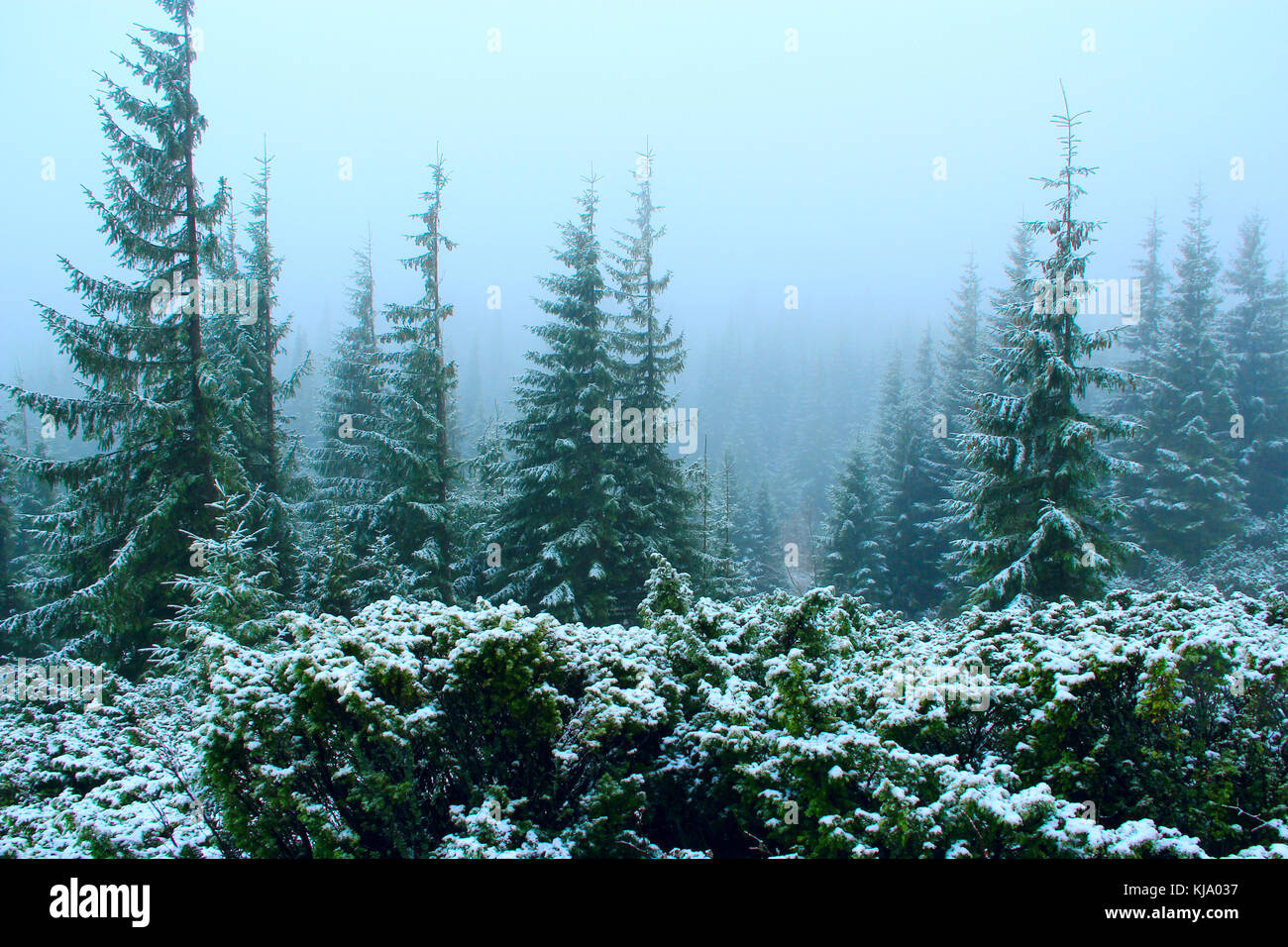 dense green forest with fir trees after the first snow in the year ...