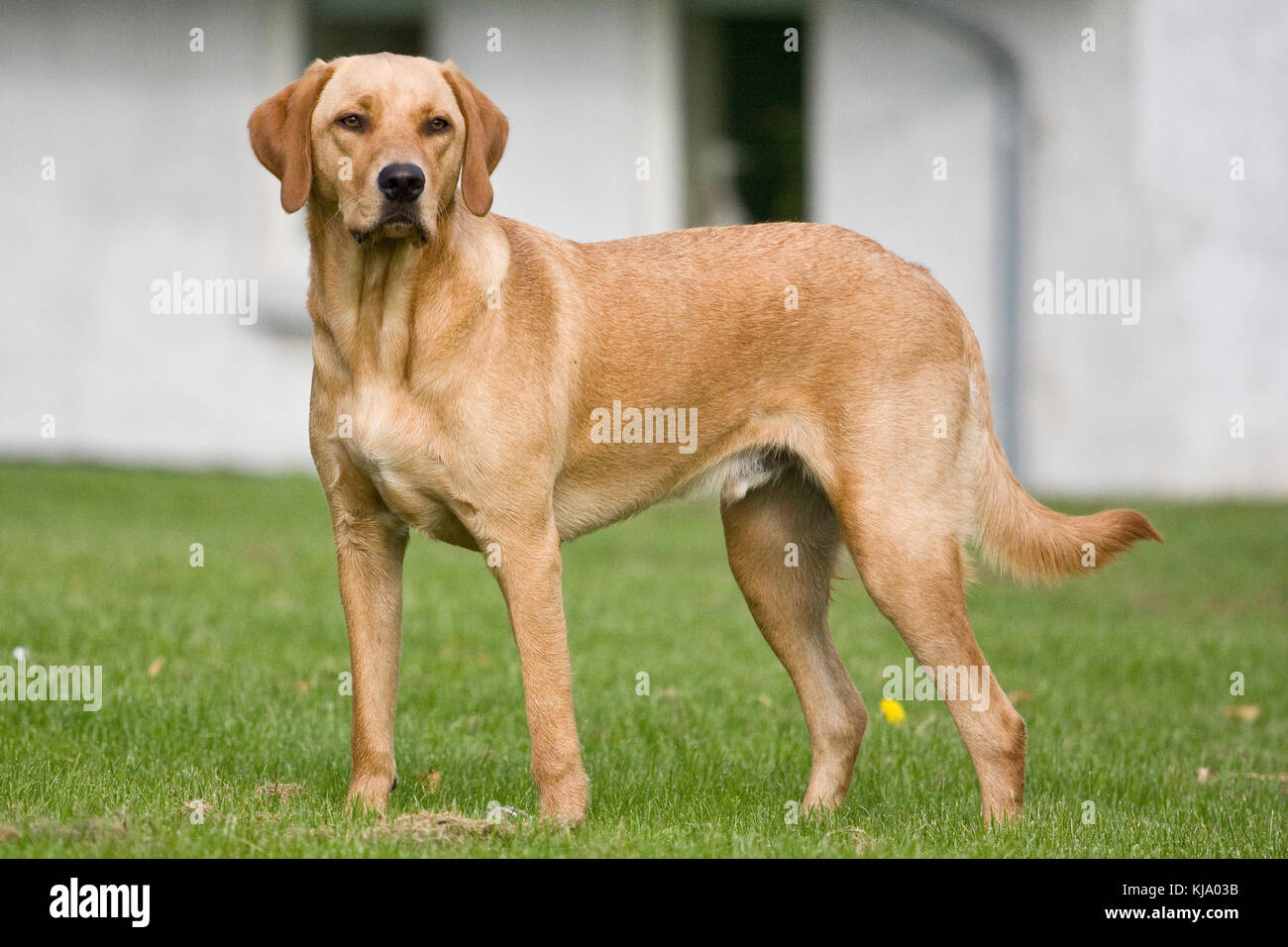 Yellow Labrador standing guard in garden Stock Photo - Alamy