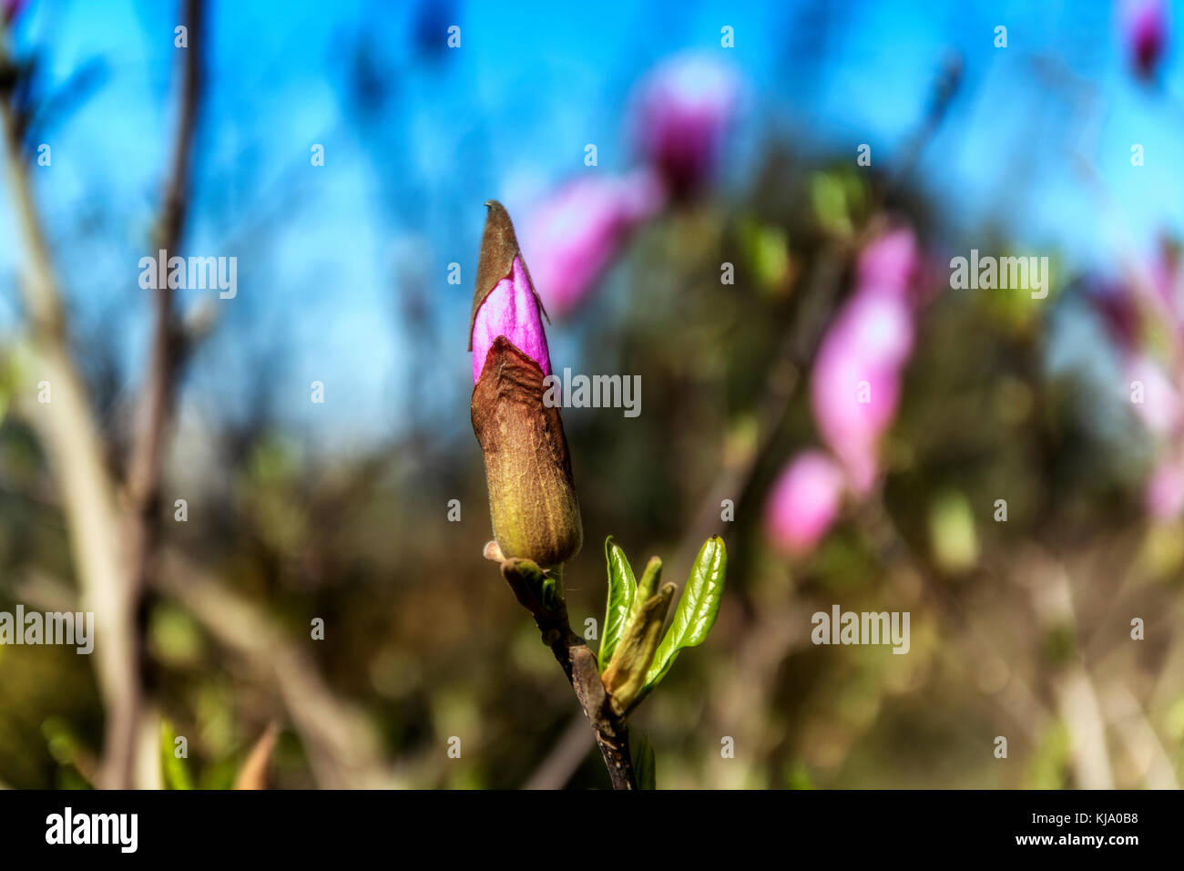 Pink Magnolia buds in spring with blue sky background Stock Photo - Alamy
