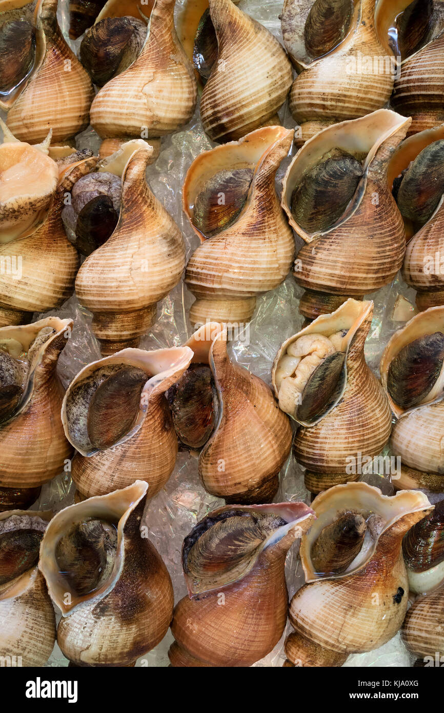 Raw shells hi-res stock photography and images - Alamy