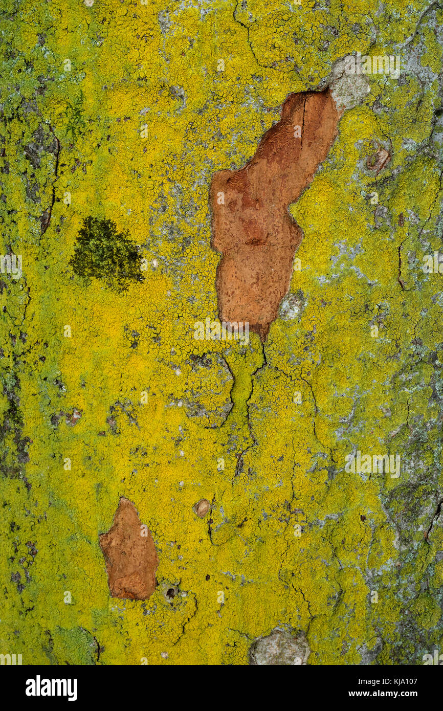 Tree bark texture full frame in nature Stock Photo - Alamy