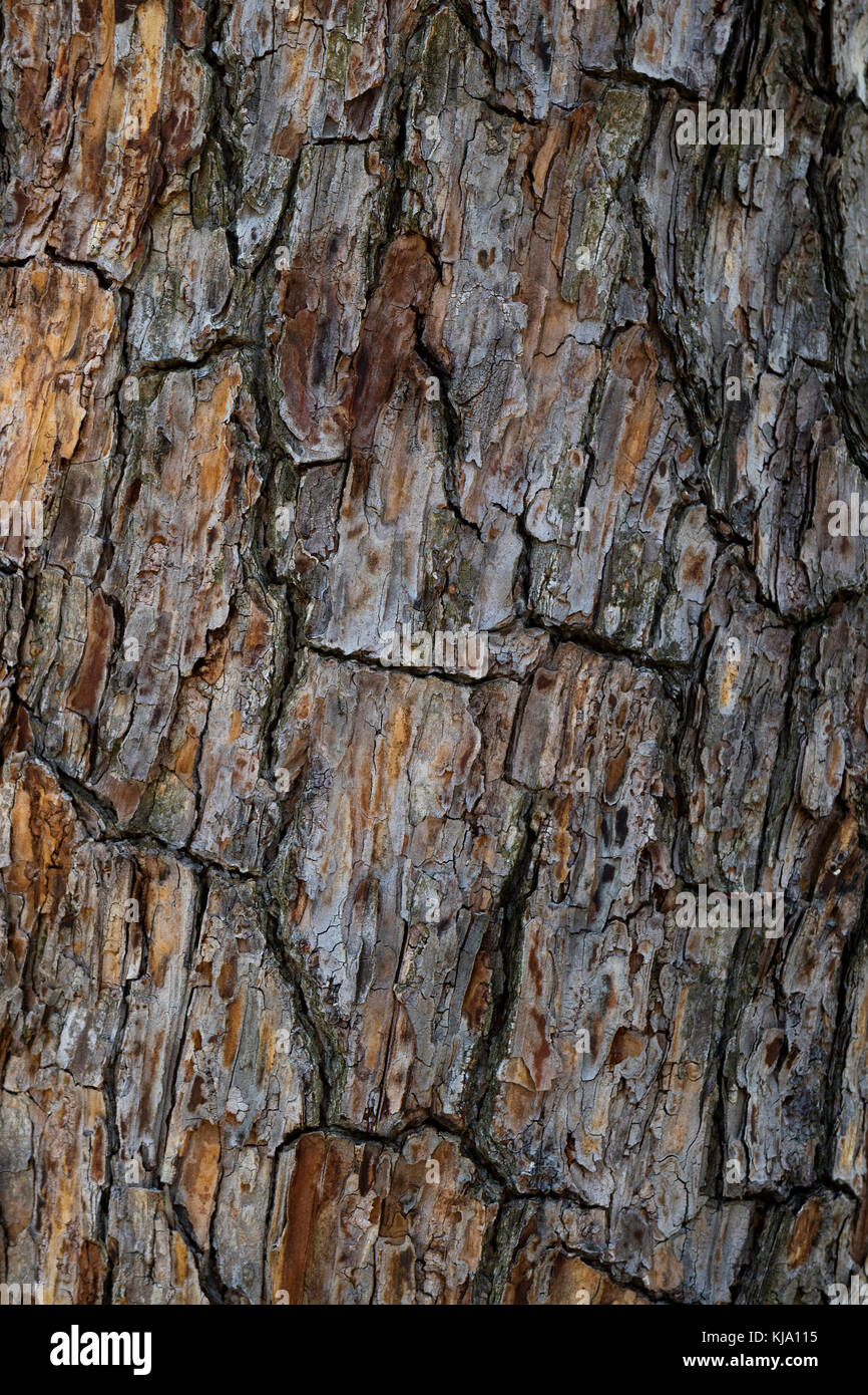 Wooden tree hi-res stock photography and images - Alamy
