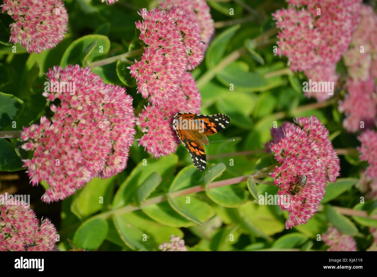 butterfly and bee on flowers Stock Photo - Alamy