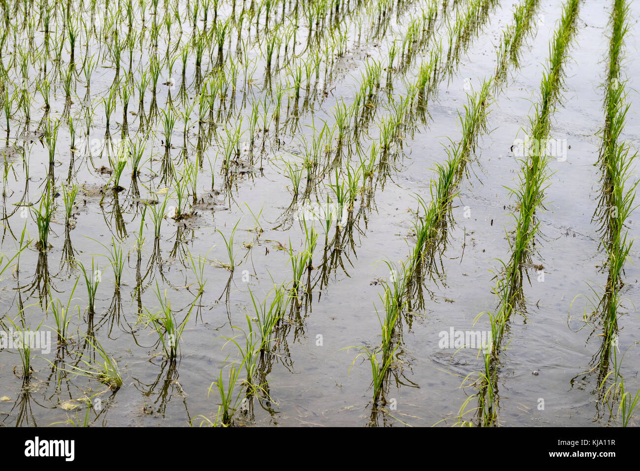 Rice field with green young plants in spring, Hotaka, Japan Stock Photo ...