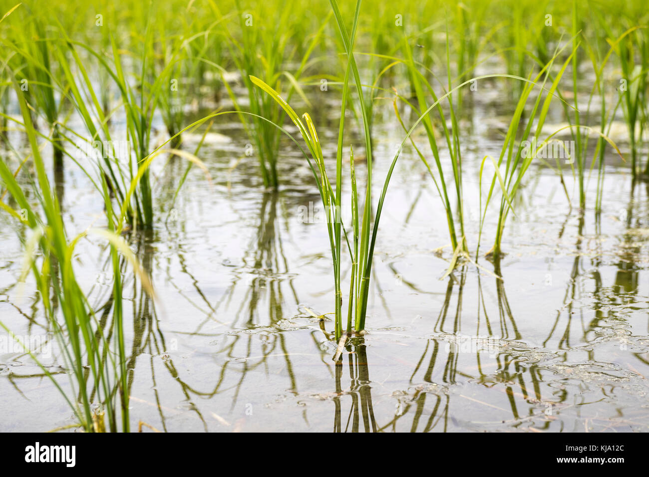 Spring rice fields hi-res stock photography and images - Alamy