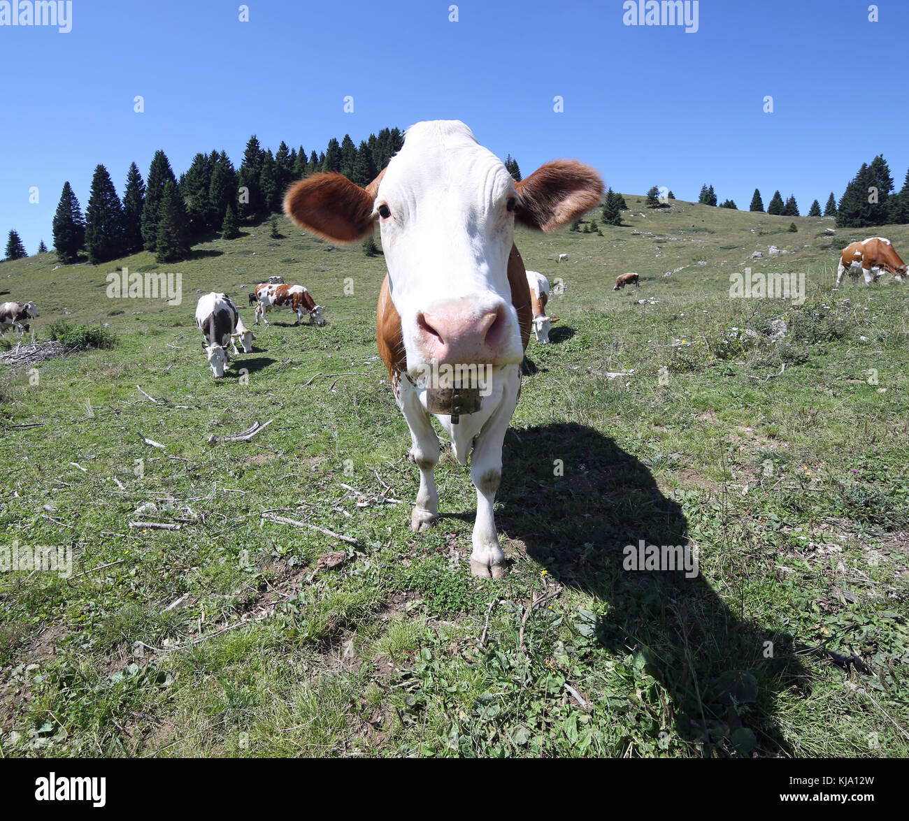 Cow Fish Eye Lens High Resolution Stock Photography and Images - Alamy