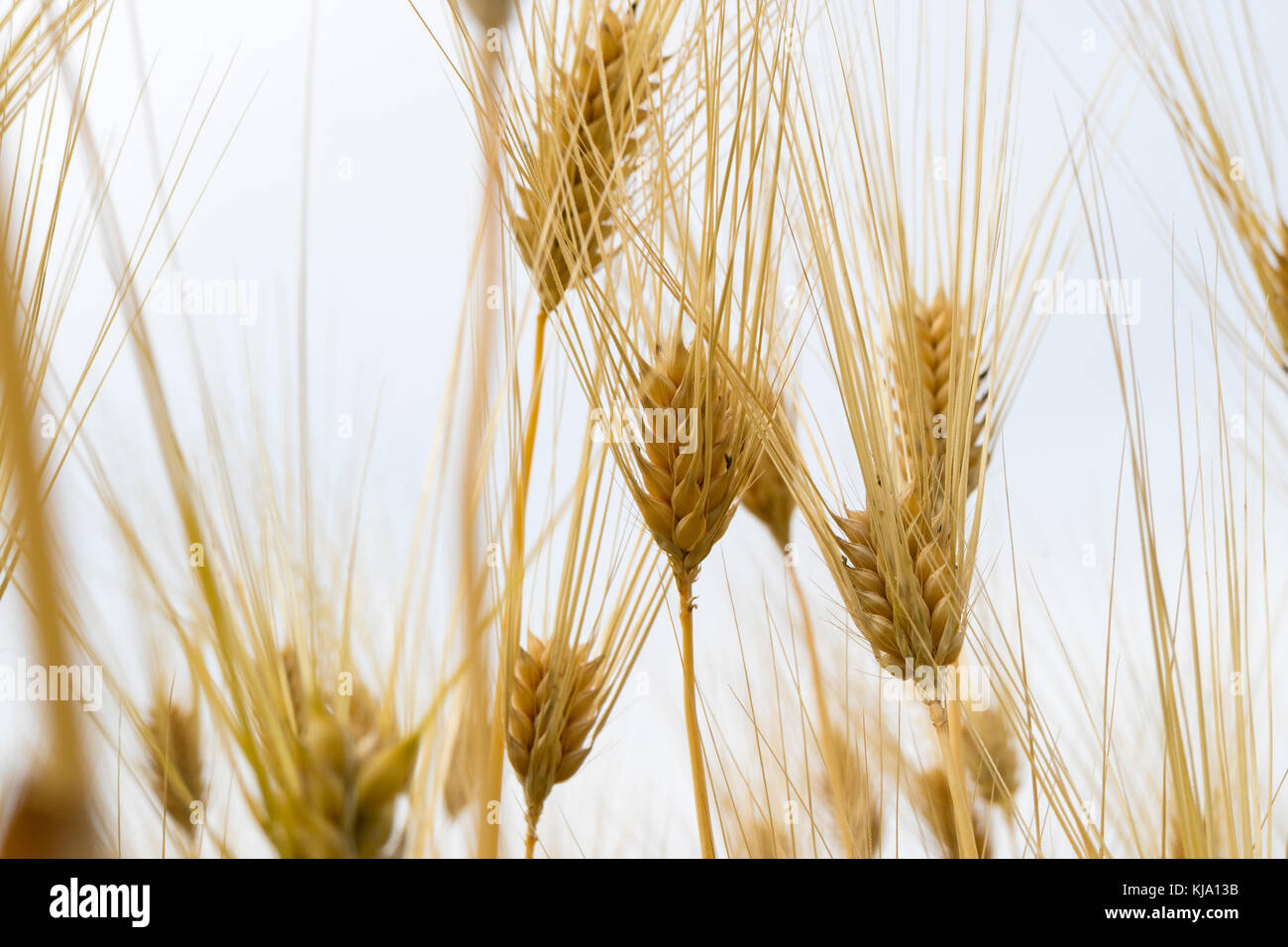 Golden rice hi-res stock photography and images - Alamy