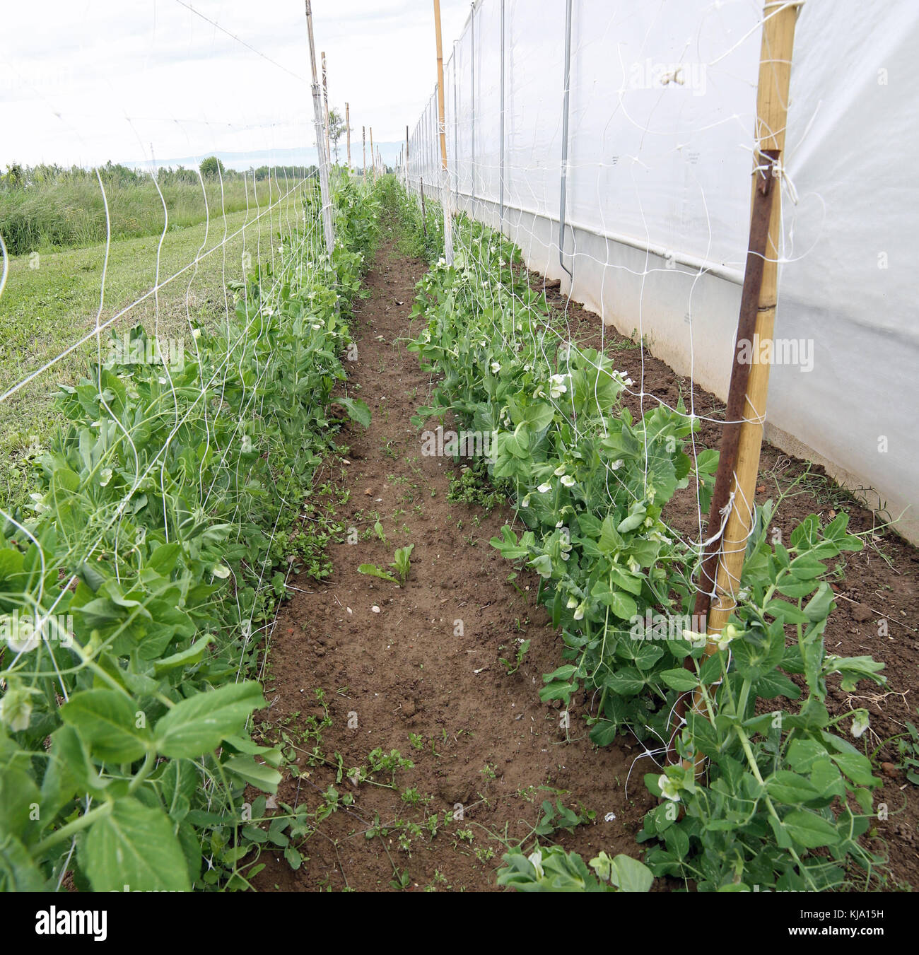 Many pea plants near the greenhouse of a farm with organic farming ...