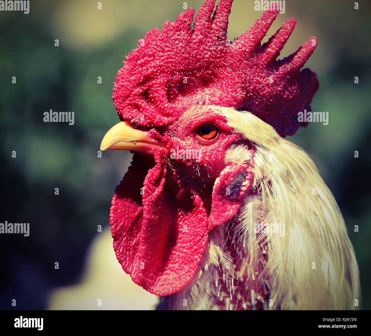 portrait of a proud rooster with red crest and vintage effect Stock ...