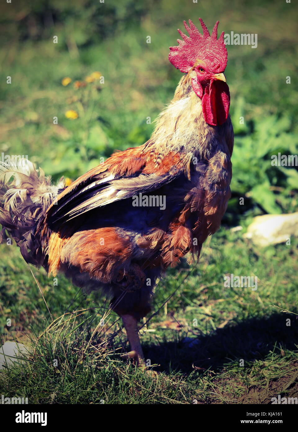 rooster with a big red crest on head in henhouse with vintage effect ...