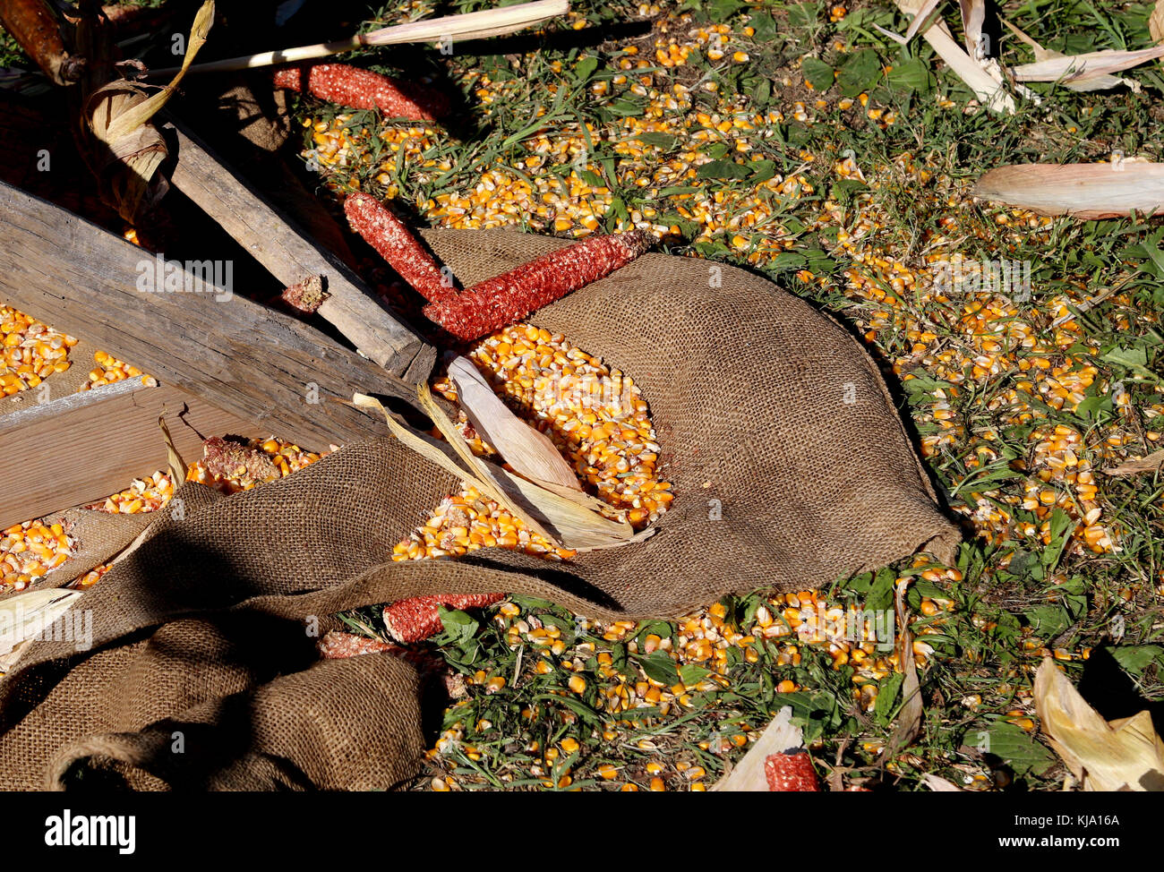 rural scene with corn seeds just removed from the cob Stock Photo - Alamy
