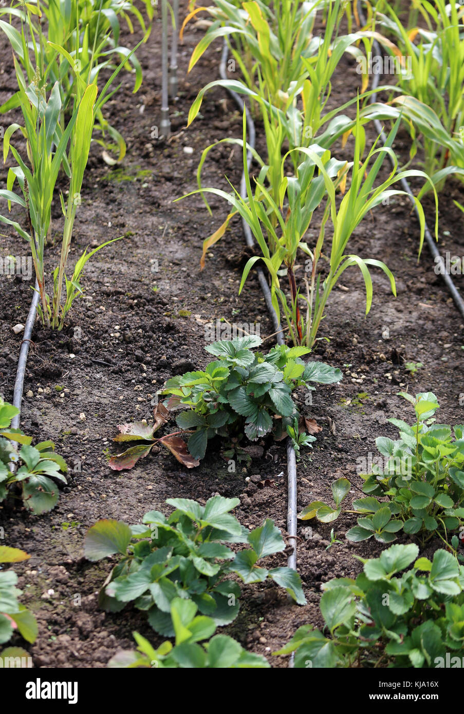 vegetable garden with strawberry plants and the tube for the automatic ...