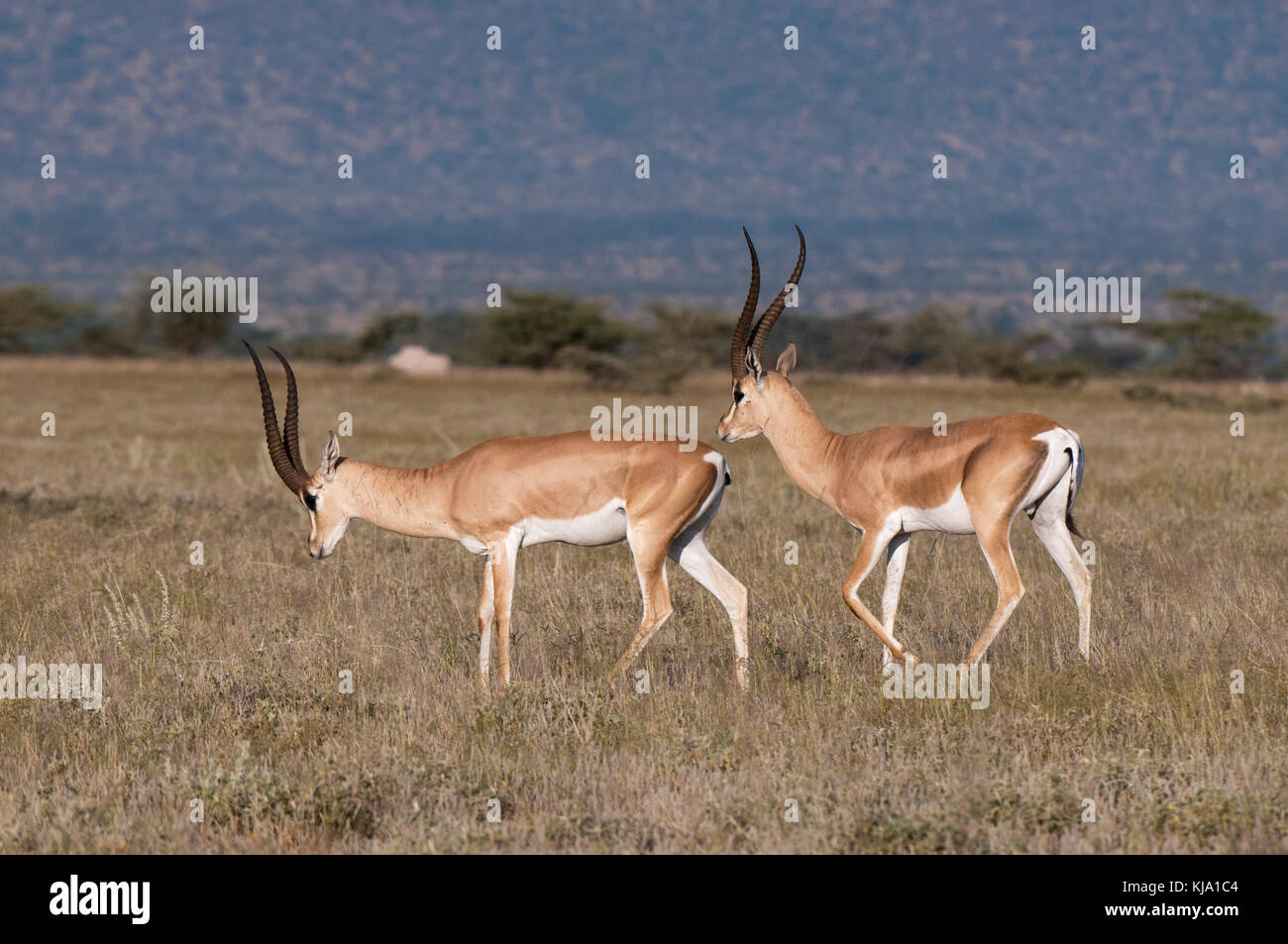 Grants Gazelle (Gazella granti), Samburu, Kenya Stock Photo - Alamy