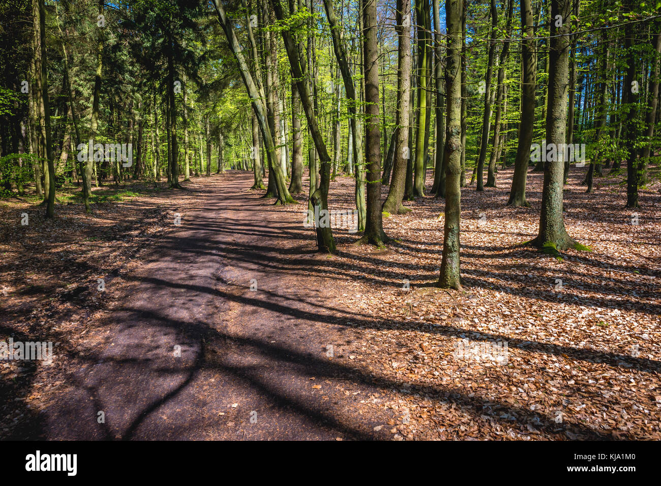 R10 bike path between Baltic seaside villages of Chlopy and Mielenko in ...