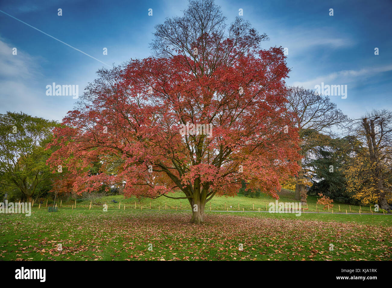 acer tree kew Stock Photo - Alamy