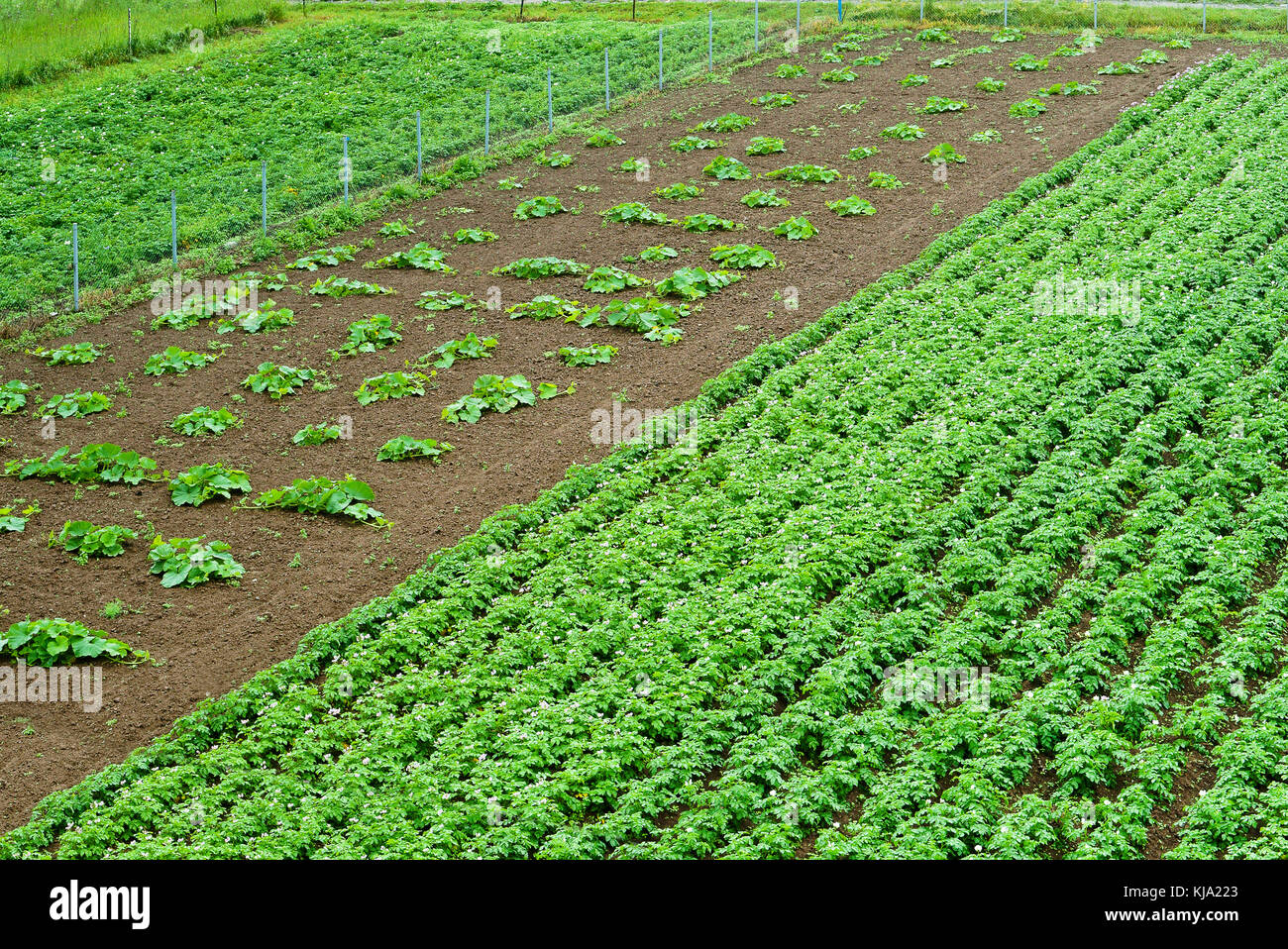 the cultivation of vegetables in the garden vegetable garden Stock ...