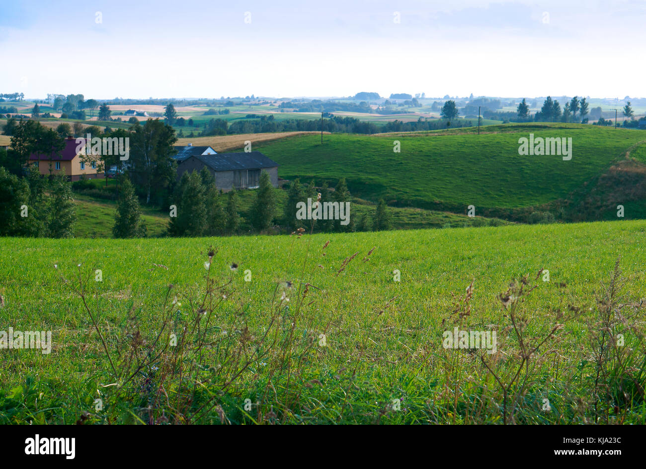 field outside the city, in the countryside, wildflowers Stock Photo - Alamy