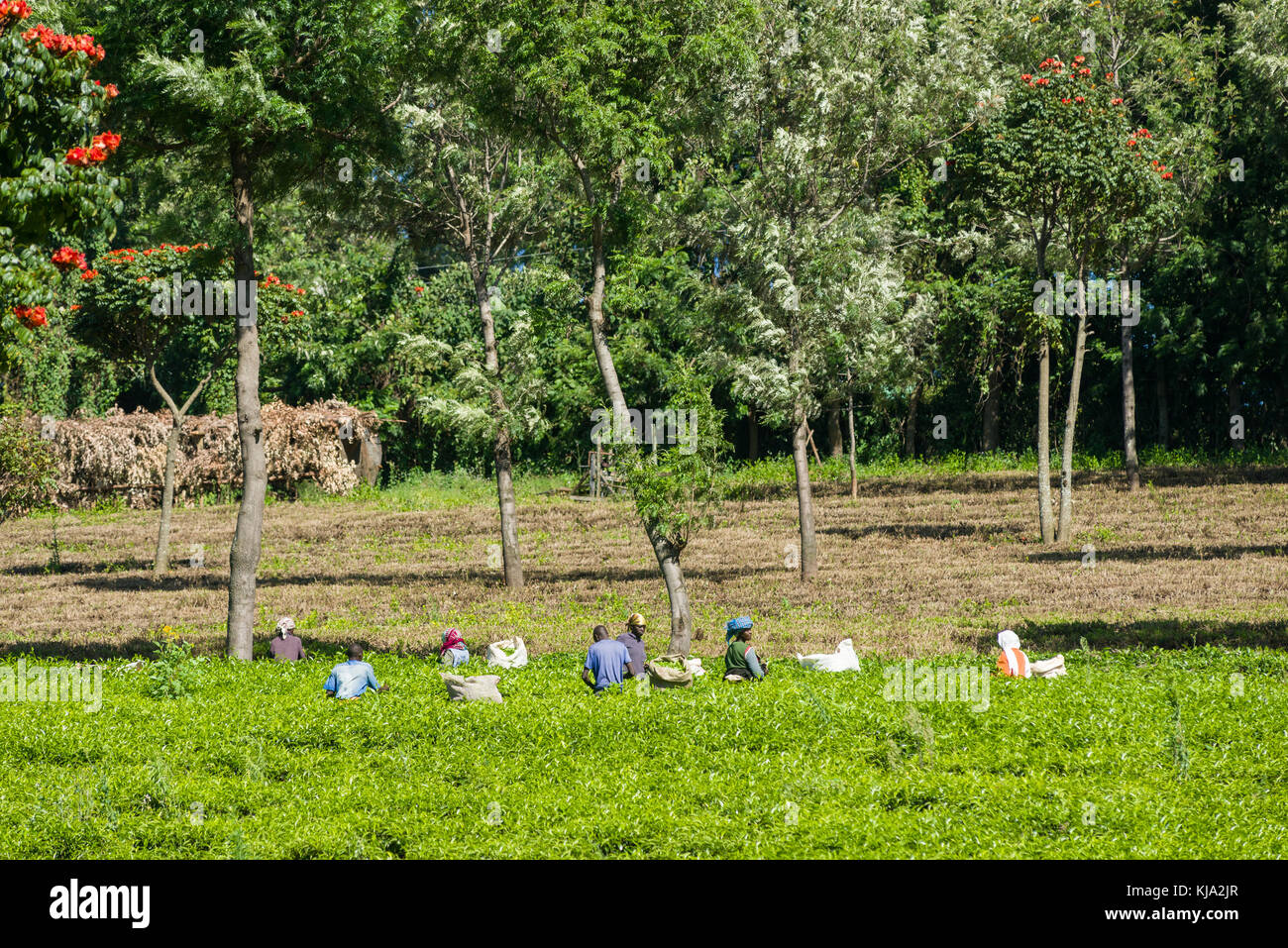 Kenyan tea plantation workers standing in a field of tea bushes picking ...