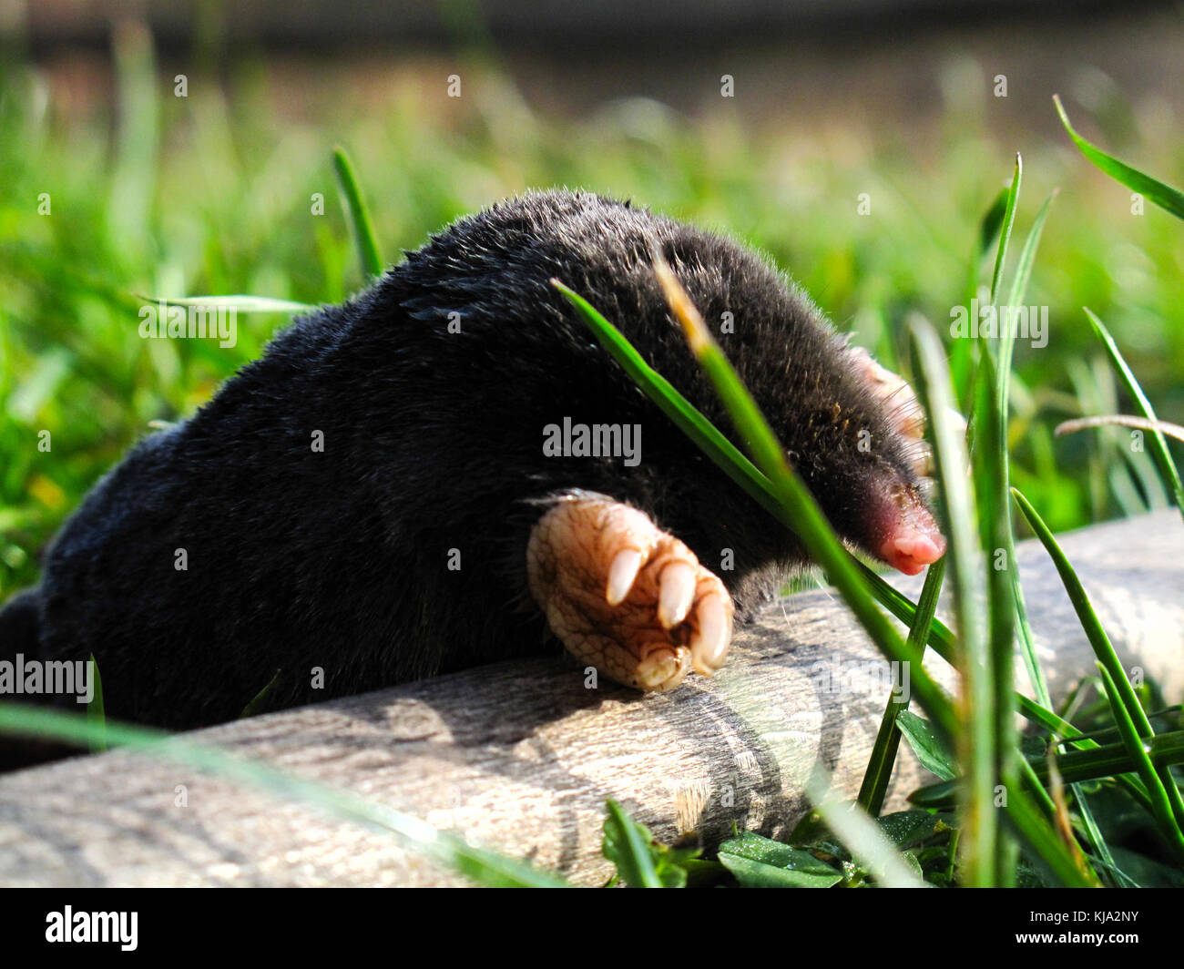 Small nose hi-res stock photography and images - Alamy