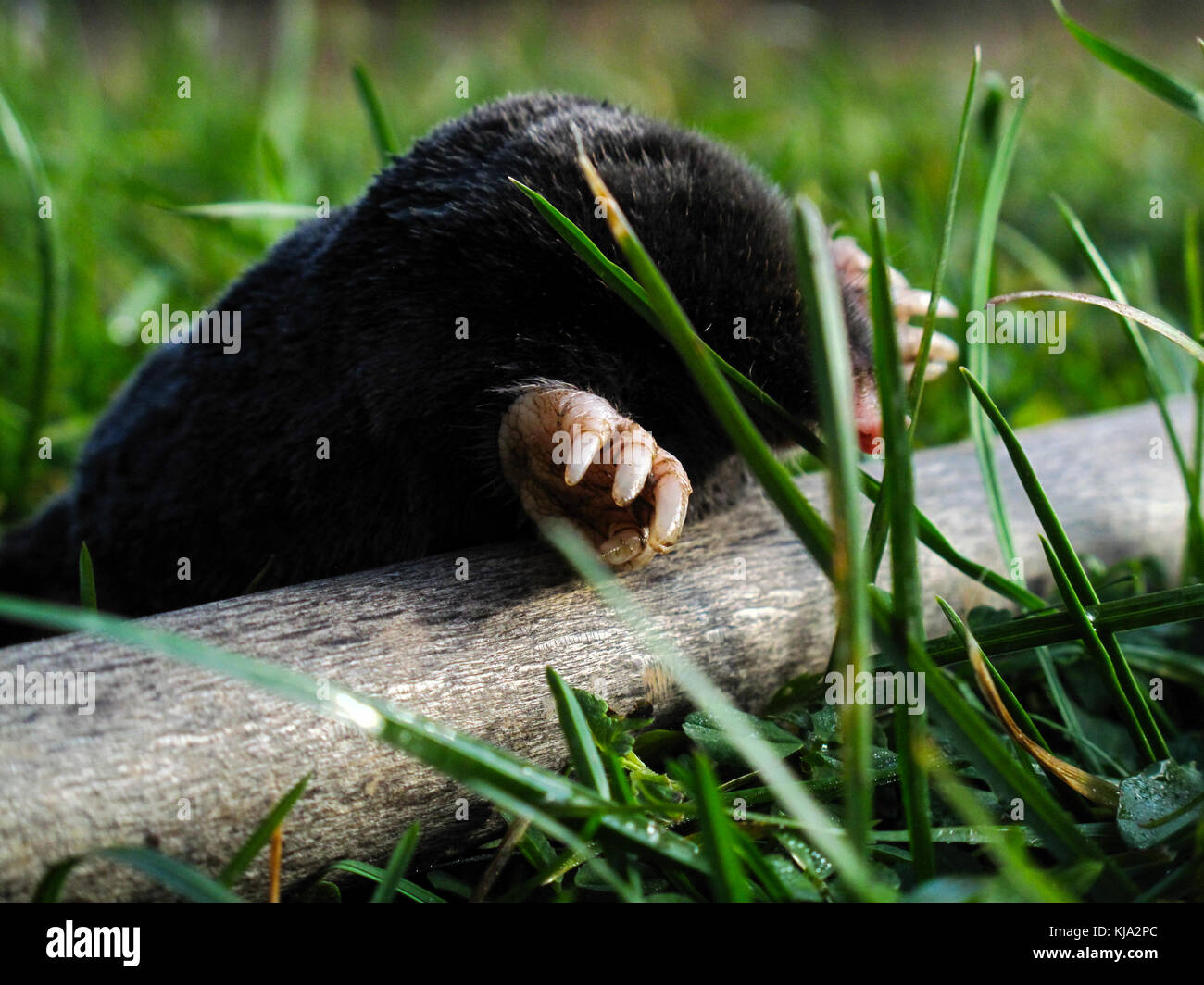 Small nose hi-res stock photography and images - Alamy
