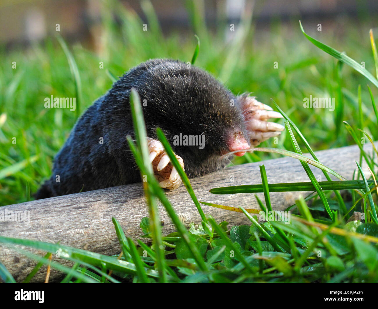 Of mole house hi-res stock photography and images - Alamy