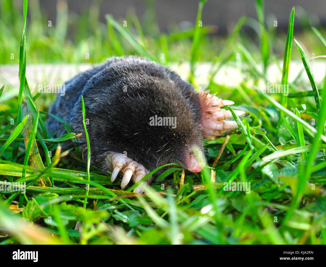 cute small mole on the grass by the wooden stick Stock Photo - Alamy