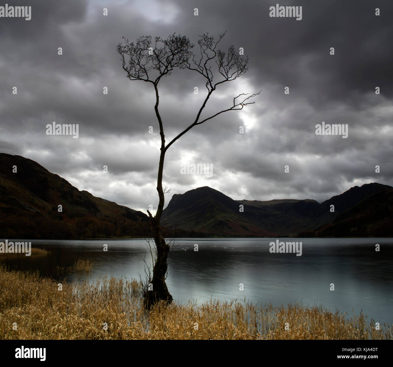 Famous Tree on the Shore of Buttermere in the Lake District, Cumbria ...