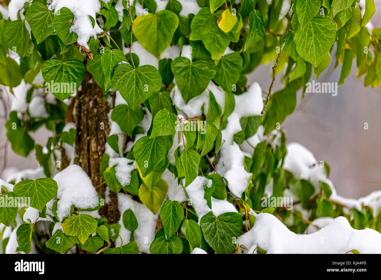 Ivy In Winter Stock Photos & Ivy In Winter Stock Images - Alamy