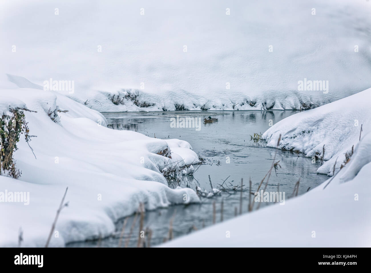 Small stream in snow Stock Photo - Alamy