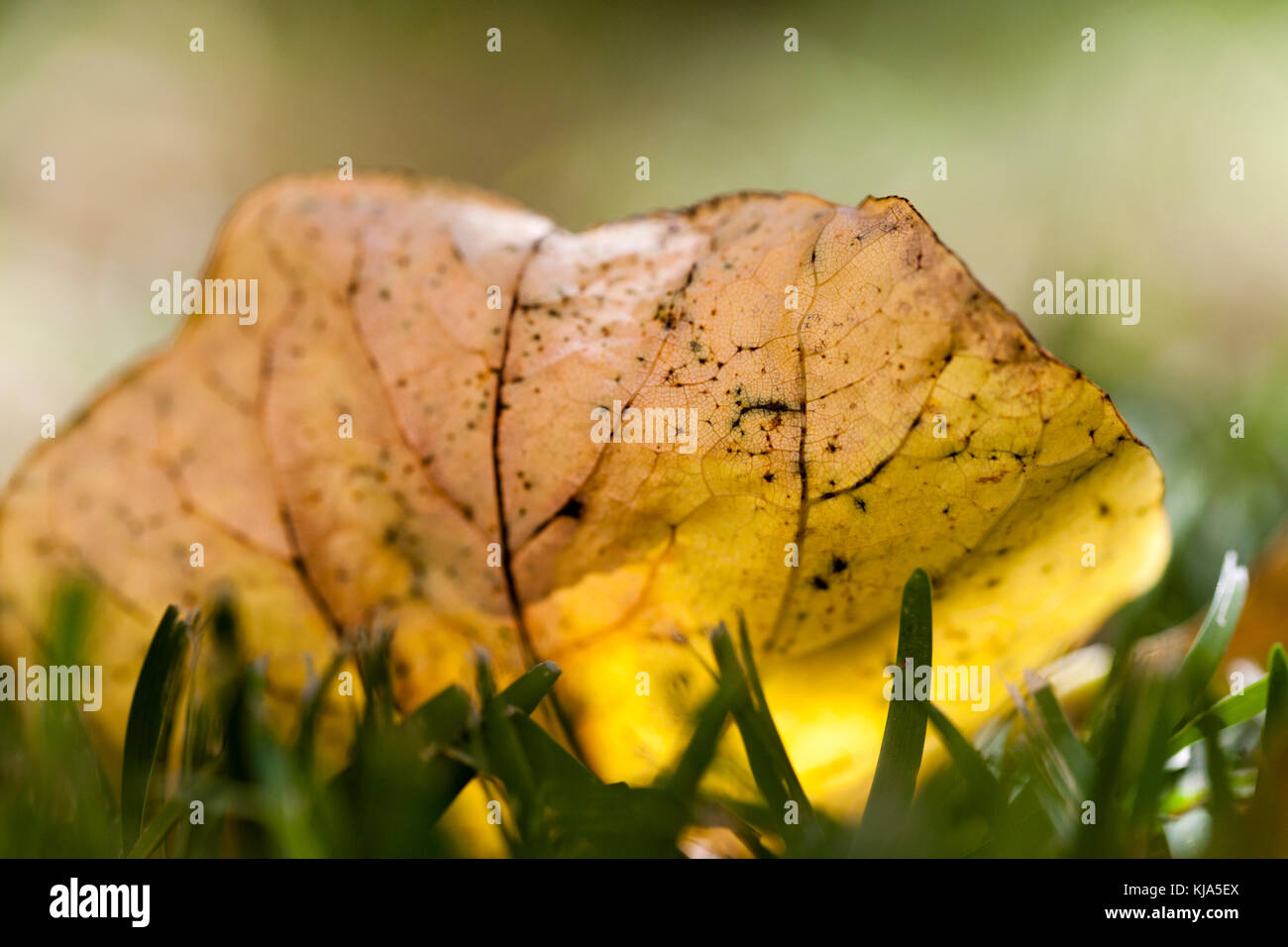 Fallen leaf in autumn Stock Photo - Alamy