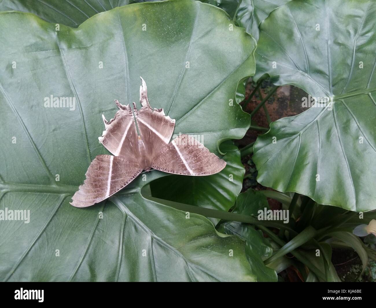 Large brown moth hi-res stock photography and images - Alamy