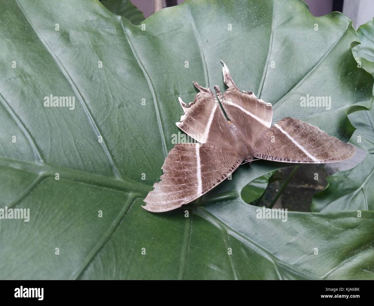 Large ear moth hi-res stock photography and images - Alamy
