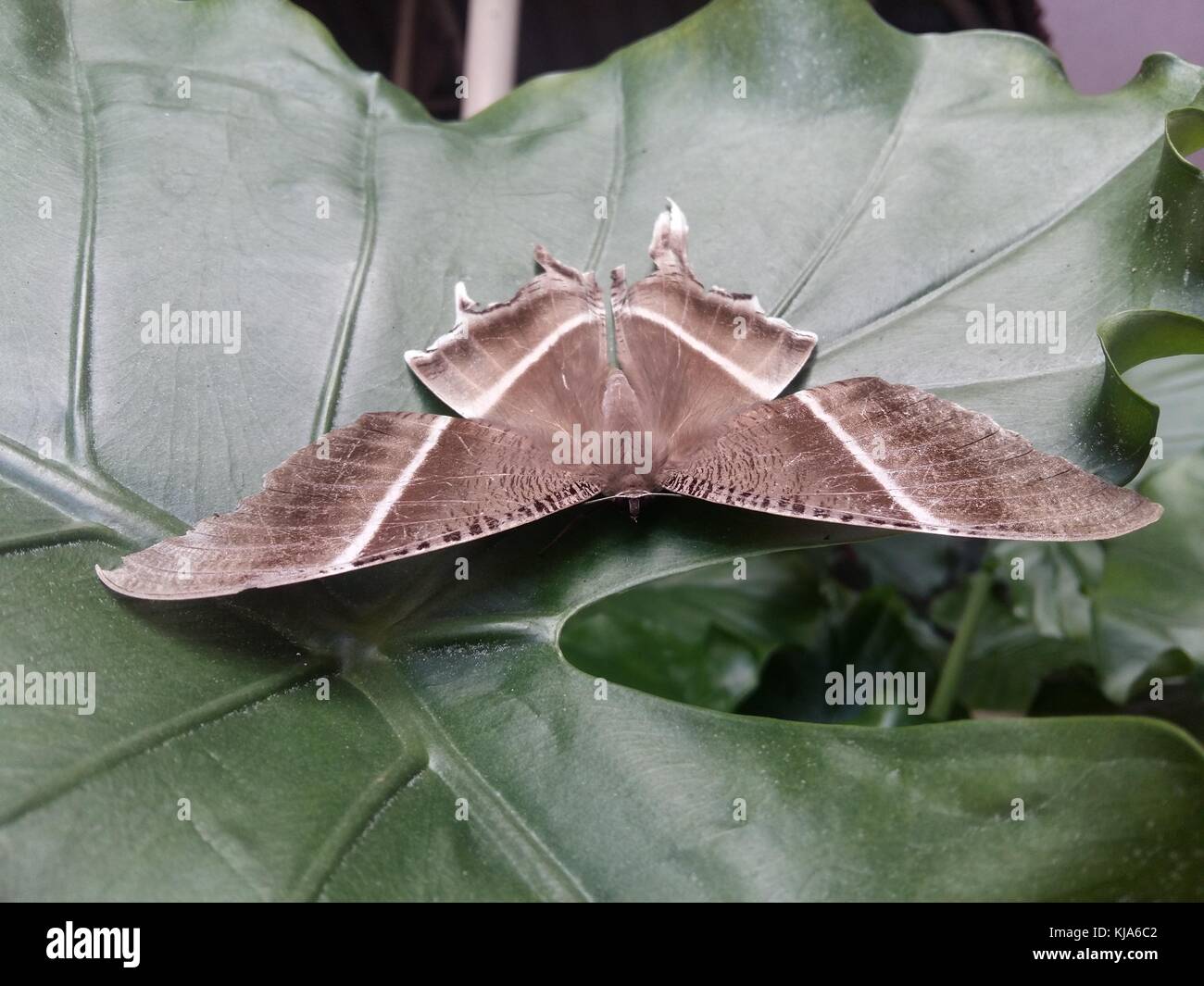 Large brown moth (lyssa zampa) or uranid moth resting on elephant ear ...