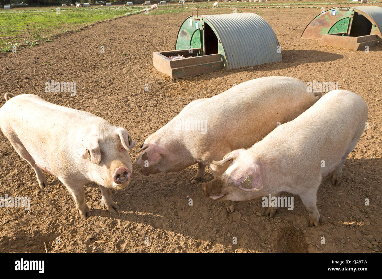 Free range pig farming at Shottisham, Suffolk, England, UK Stock Photo ...