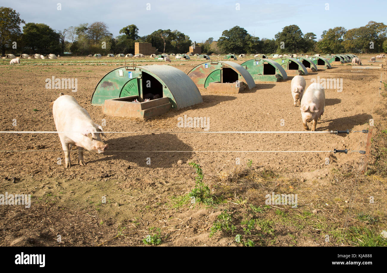Livestock farming east anglia hi-res stock photography and images - Alamy