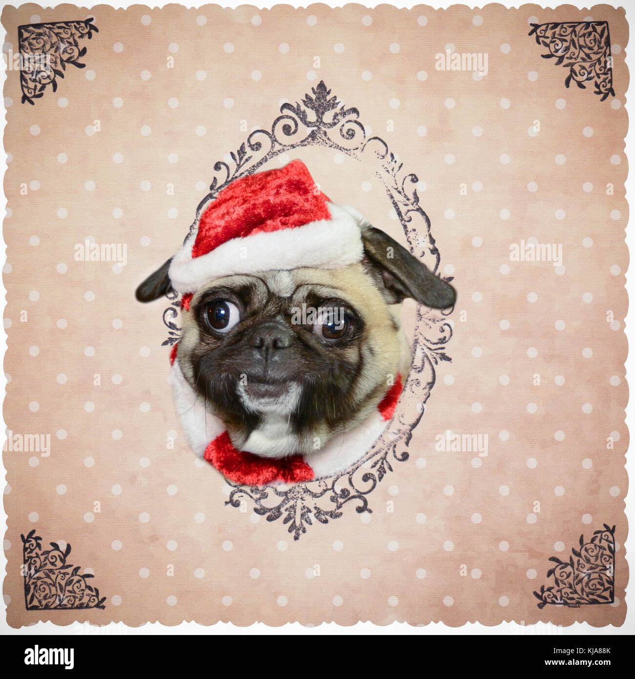 Dog pug with Christmas cap smiles and puts his head through paper ...