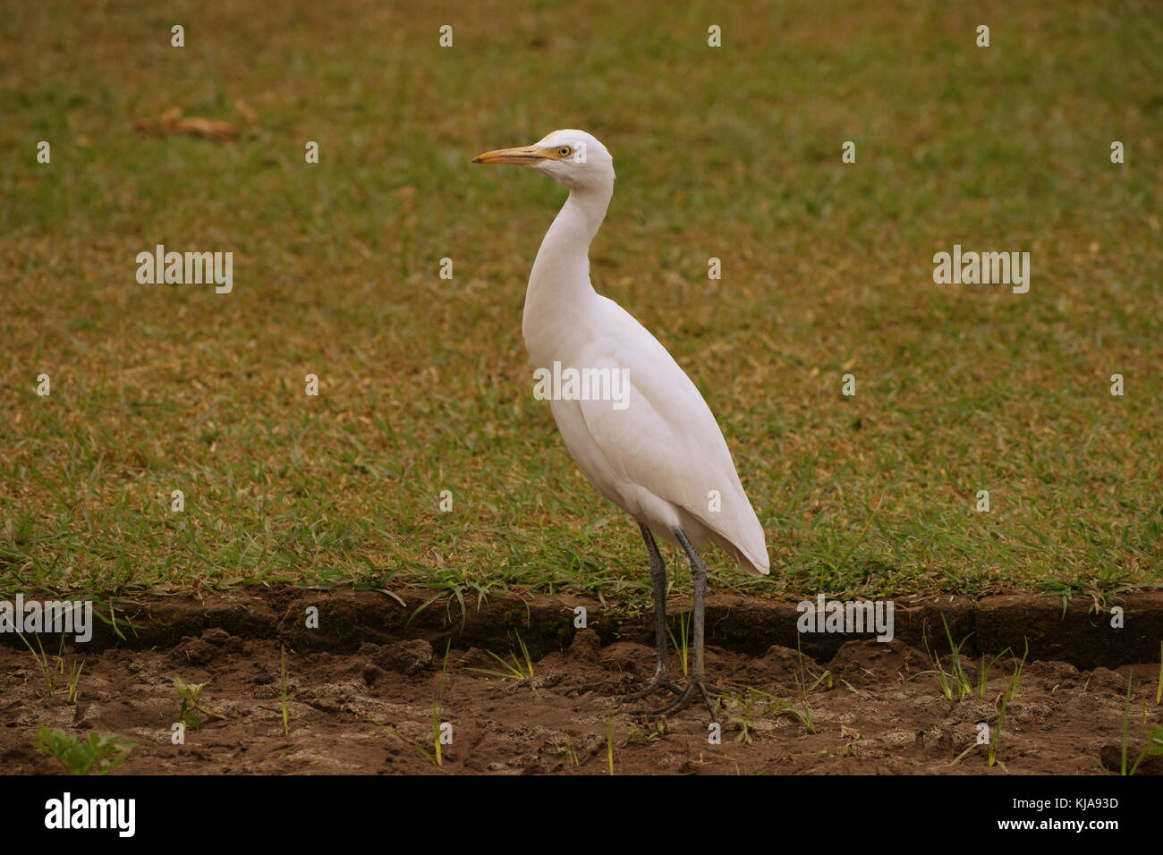 white egret in the garden Stock Photo - Alamy