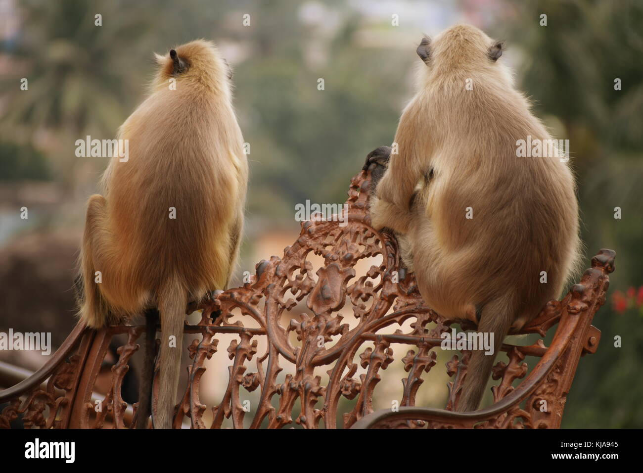 Monkey two bench outdoor garden beautiful nature hi-res stock ...