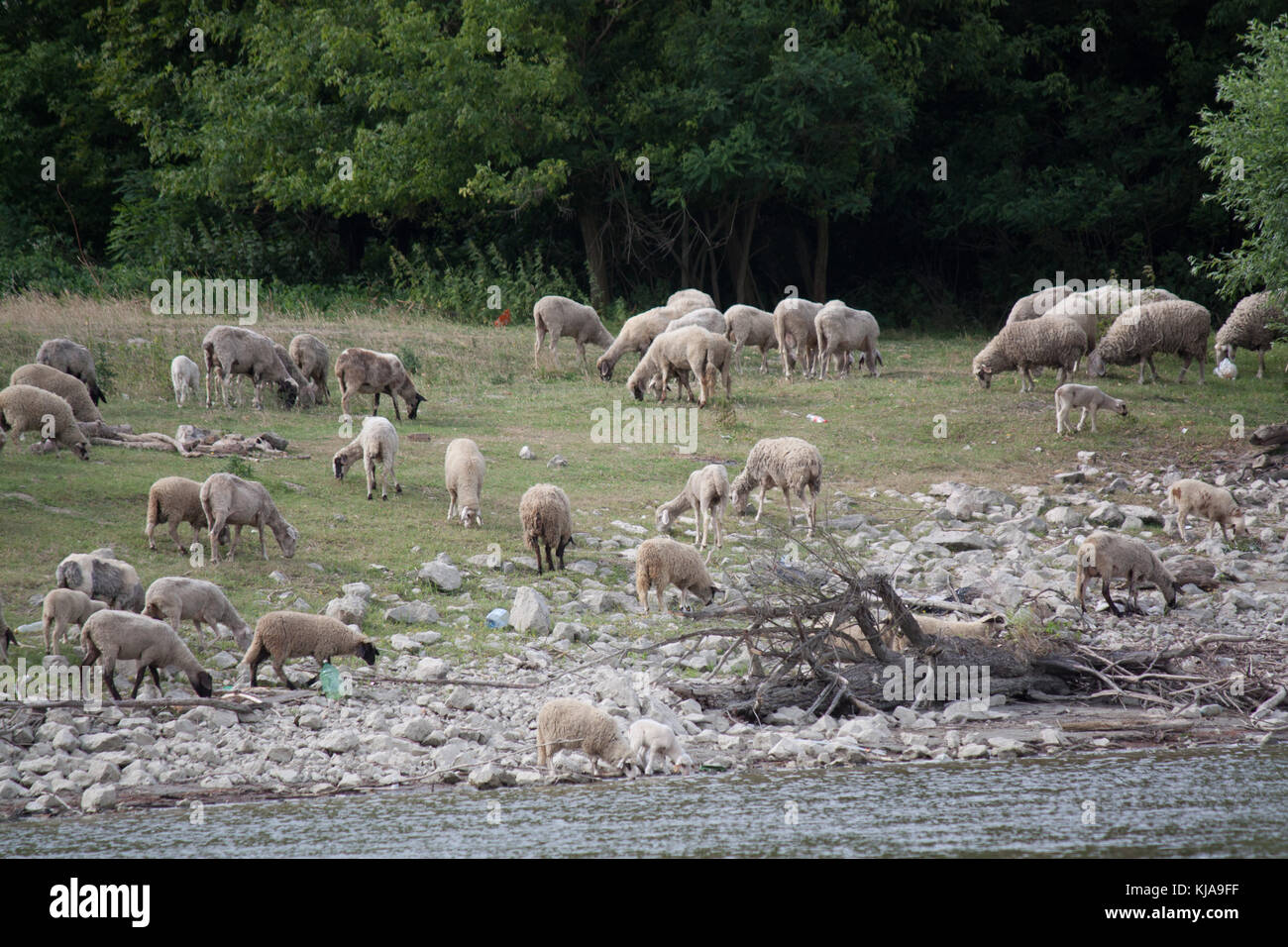 Flock of sheep on the Danube Stock Photo - Alamy