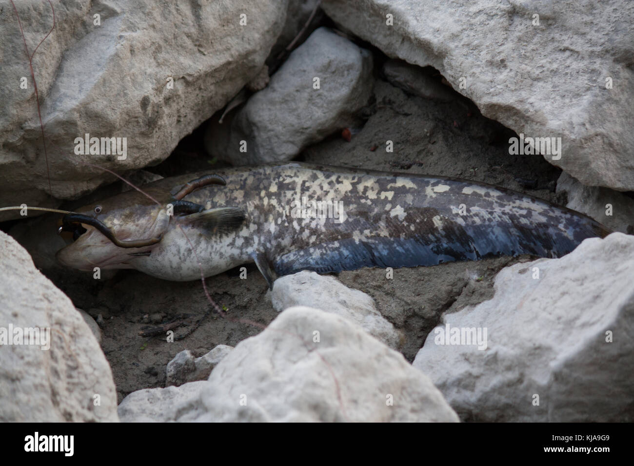 Small catfish hi-res stock photography and images - Alamy