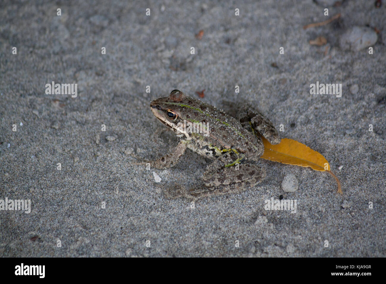 Frog in the sand Stock Photo - Alamy