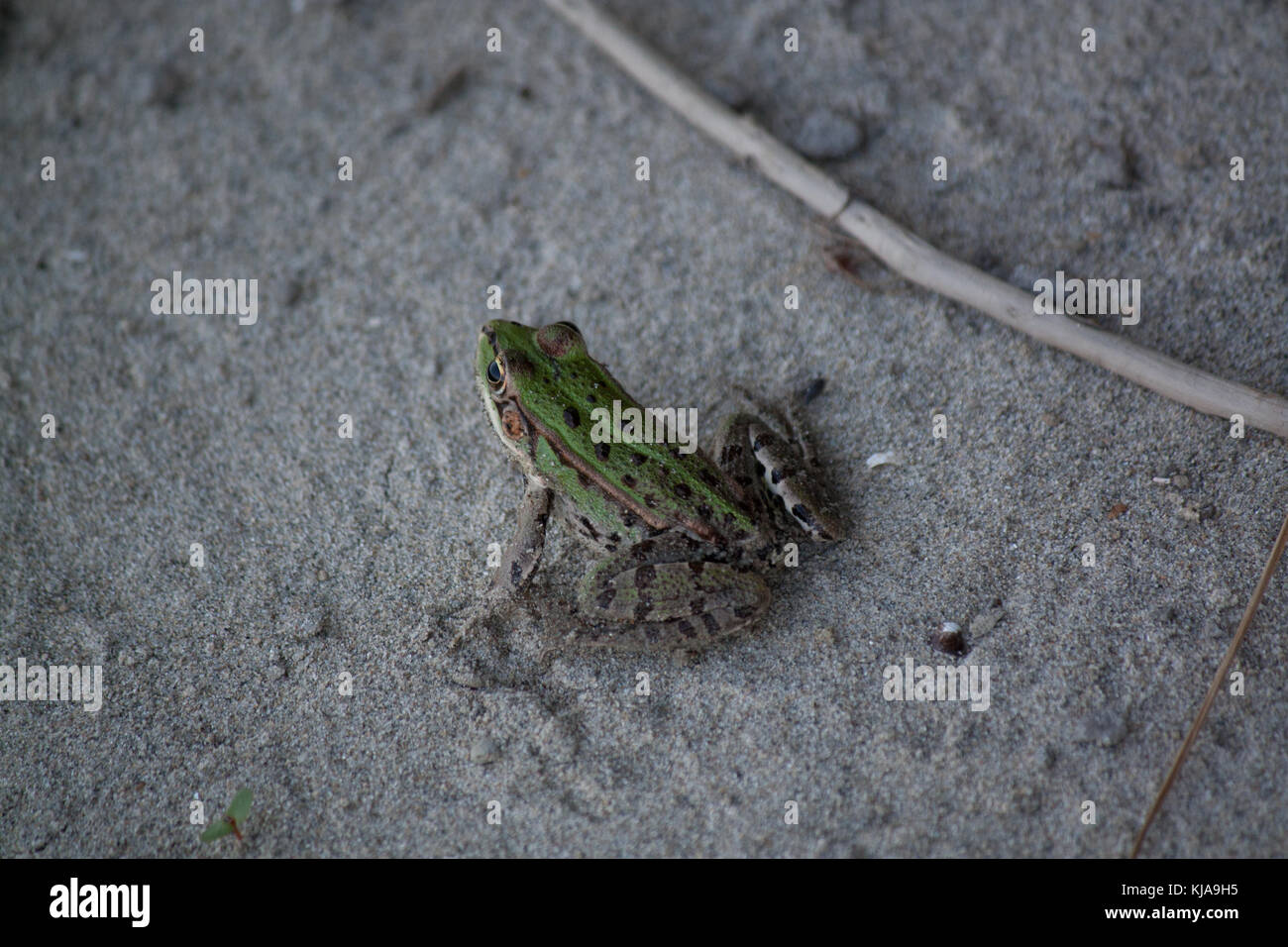 Frog in the sand Stock Photo - Alamy