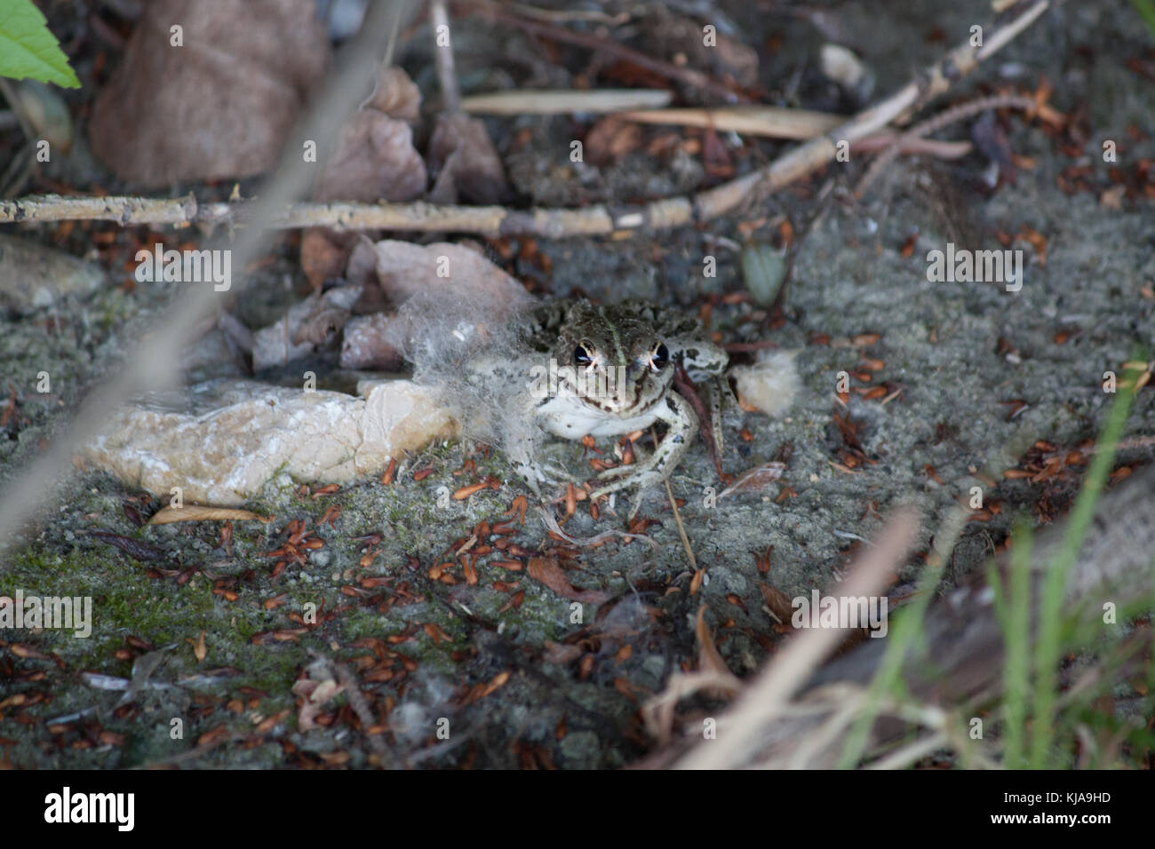 Frog in the sand Stock Photo - Alamy