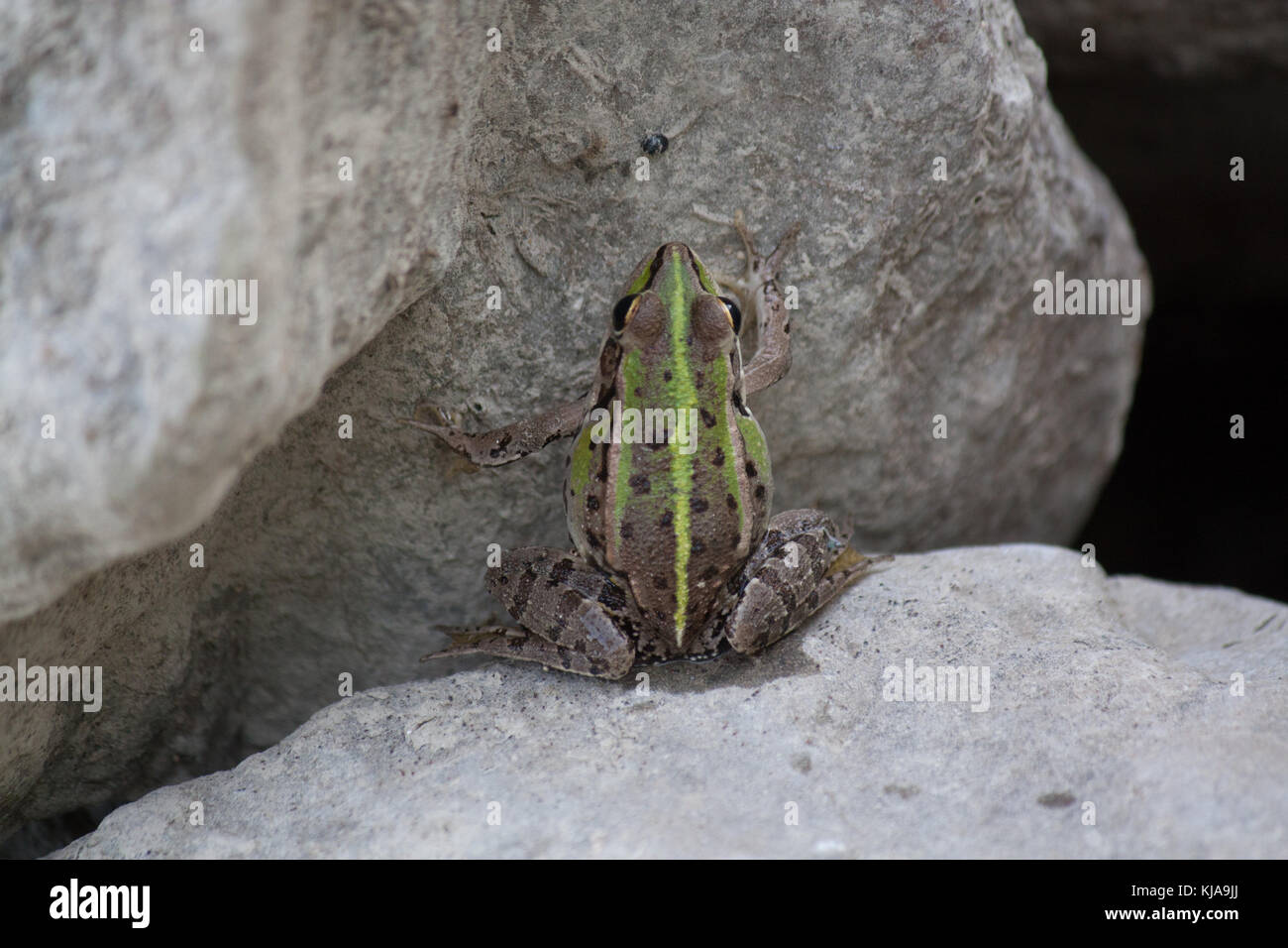 Green frog on a stone Stock Photo - Alamy