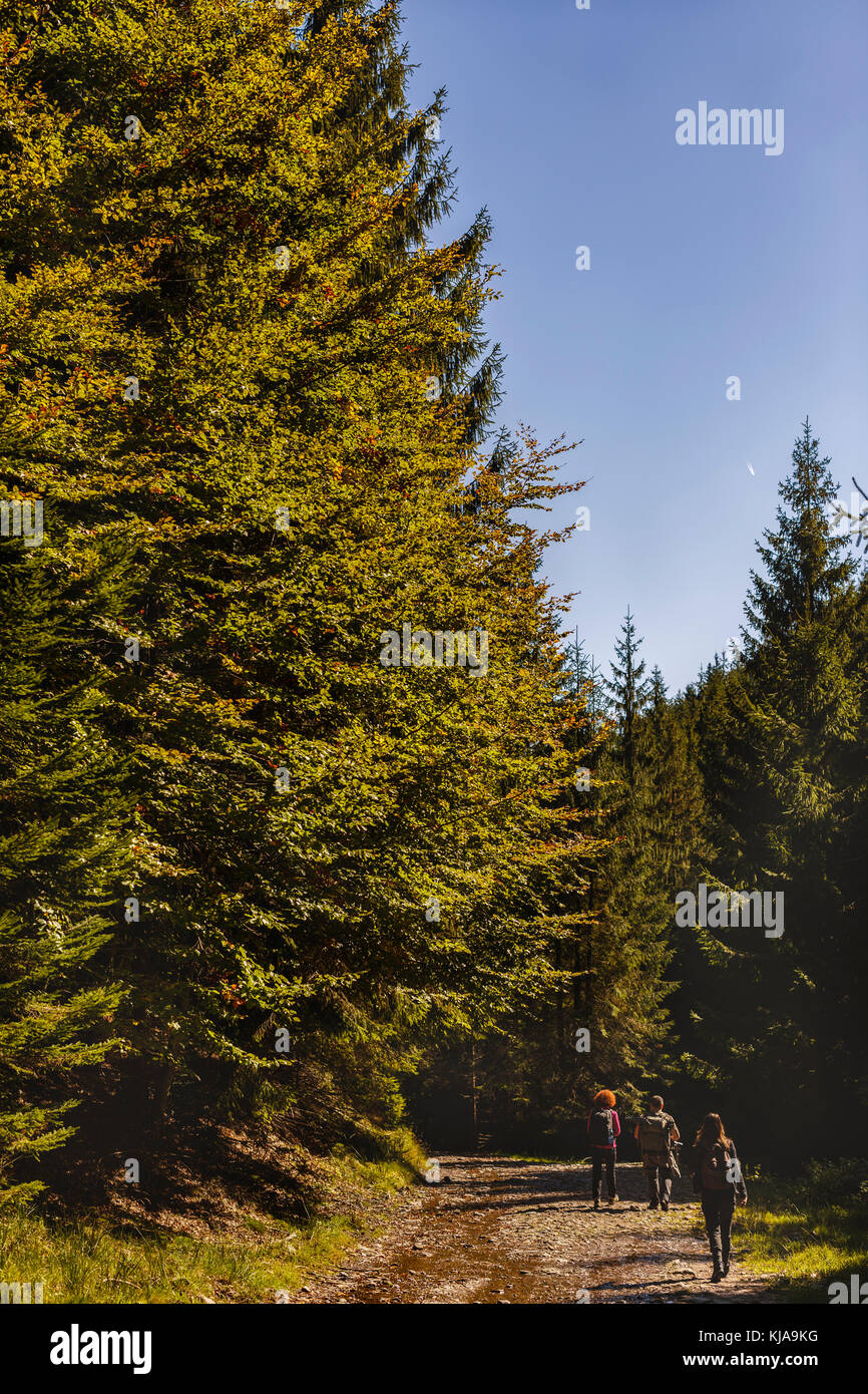 Group of tourists hiking through the forest Stock Photo - Alamy